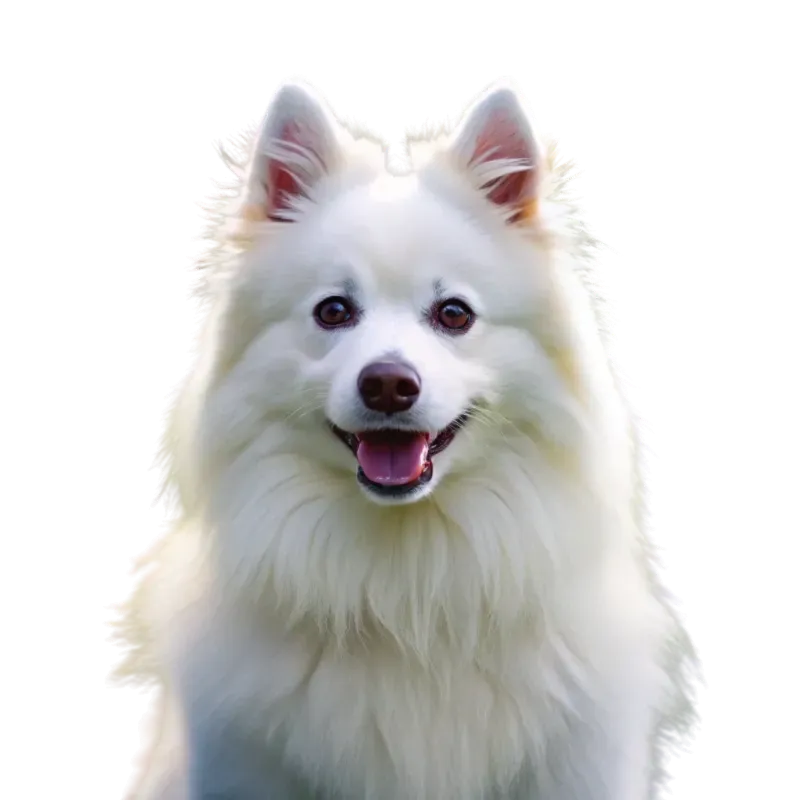 American Eskimo Dog | Paction Canada