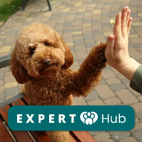 Expert Hub | Paction Canada